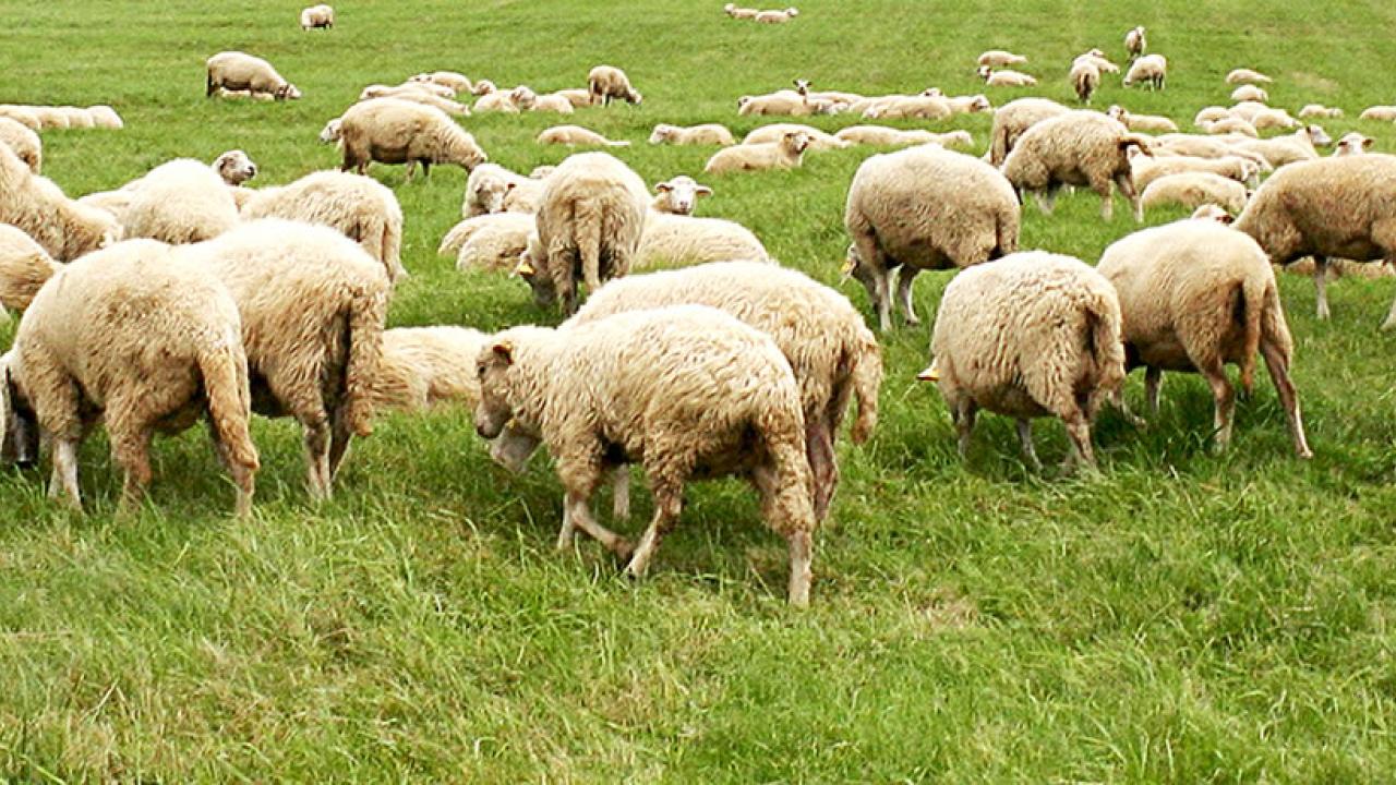 Sheep Genome | animalbiotech